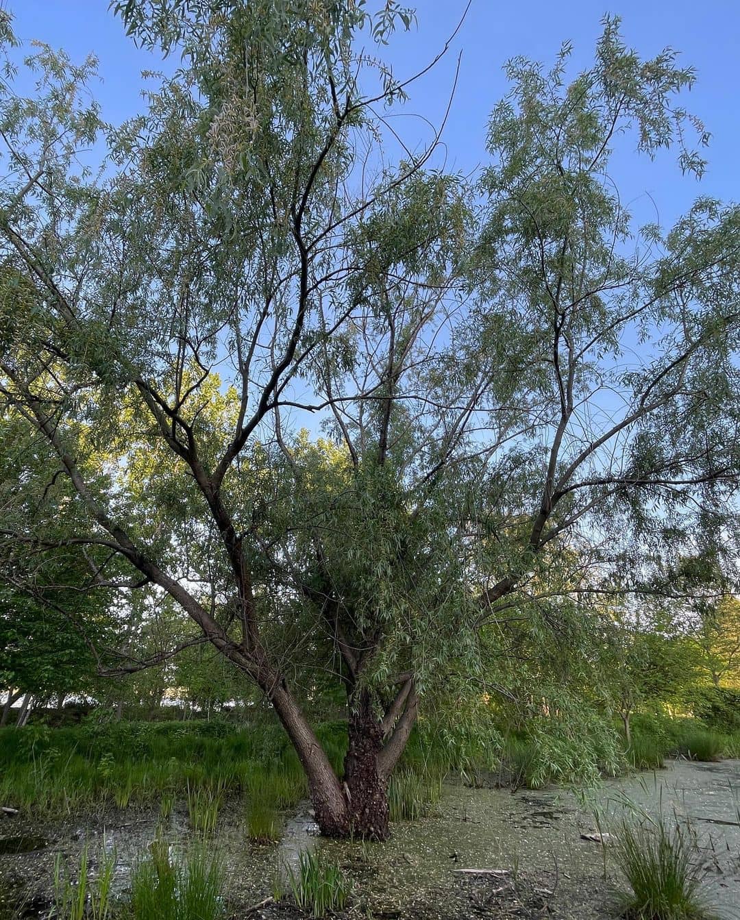 Salix Nigra Bark Extract | Black Willow Bark Extract | Cosmetic Ingredients Guide